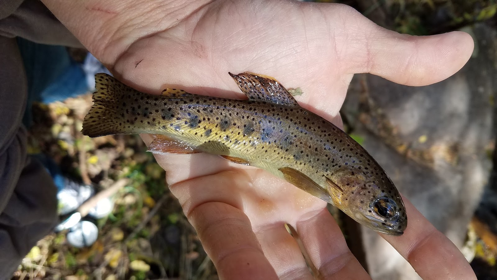 First Apache Trout ( sorta )