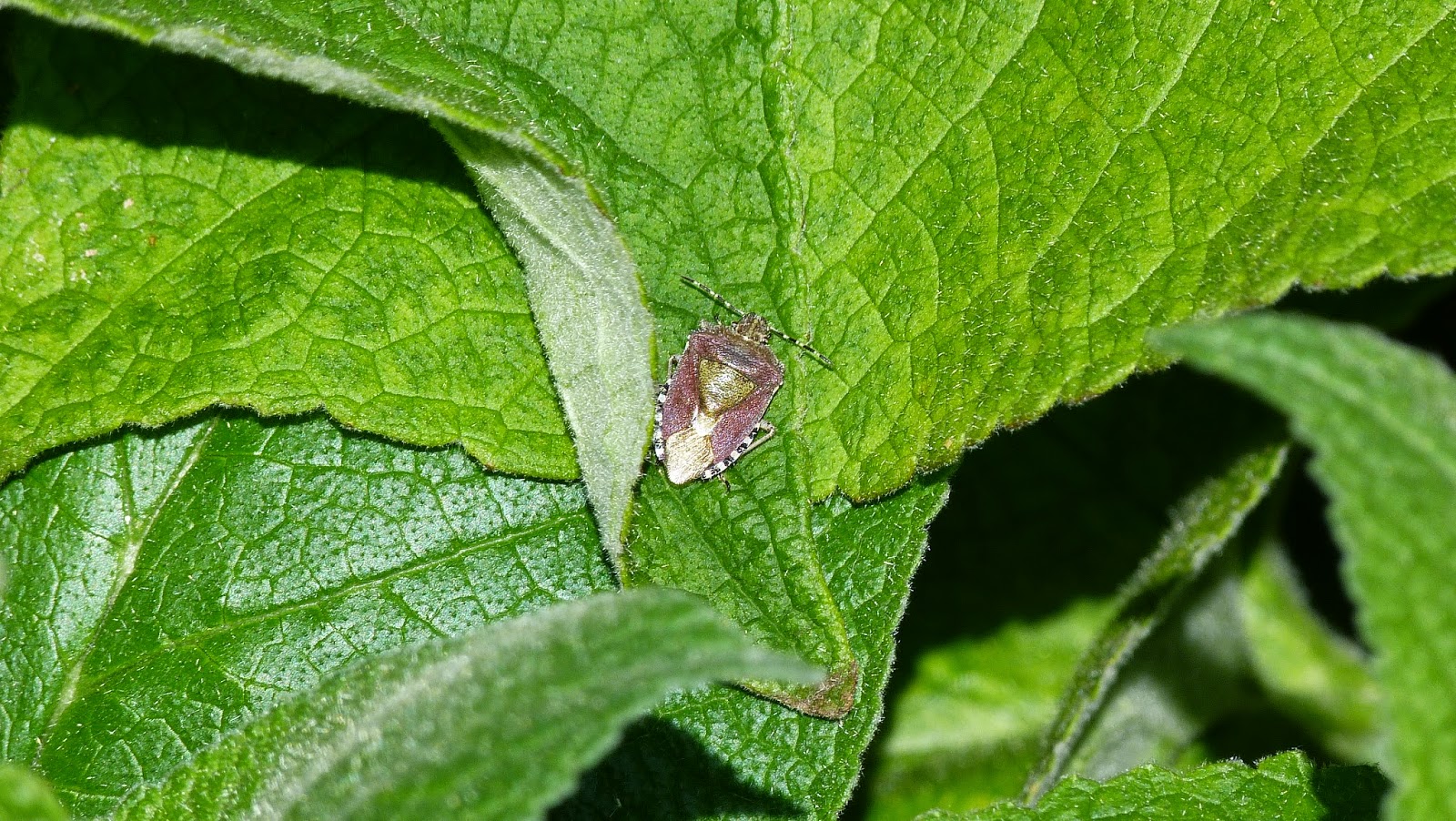 Wild Monty: A tale of three bugs