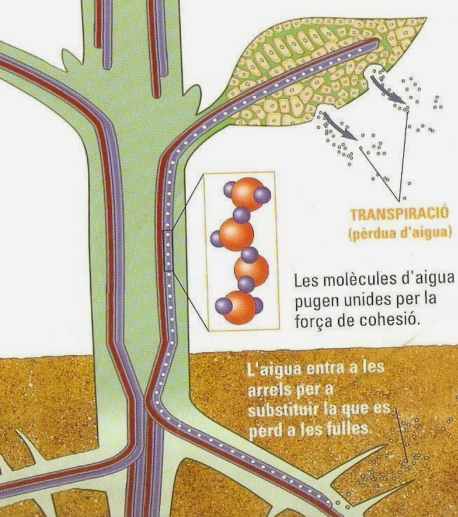 biologia2bachcamp: 1º BACHILLERATO. NUTRICIÓN VEGETAL