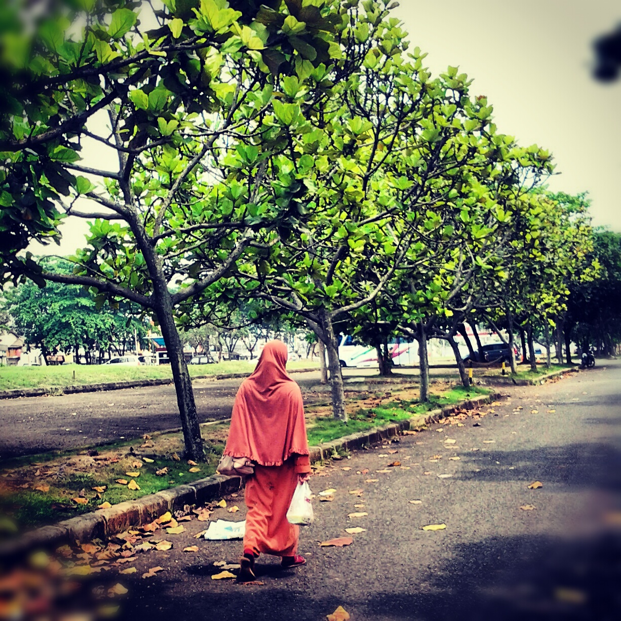 KEBUN BUNGA: BIOLA CANTIK (Ficus lyrata)