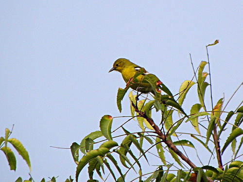 Birds of Bangladesh: The Weaver (Babui).