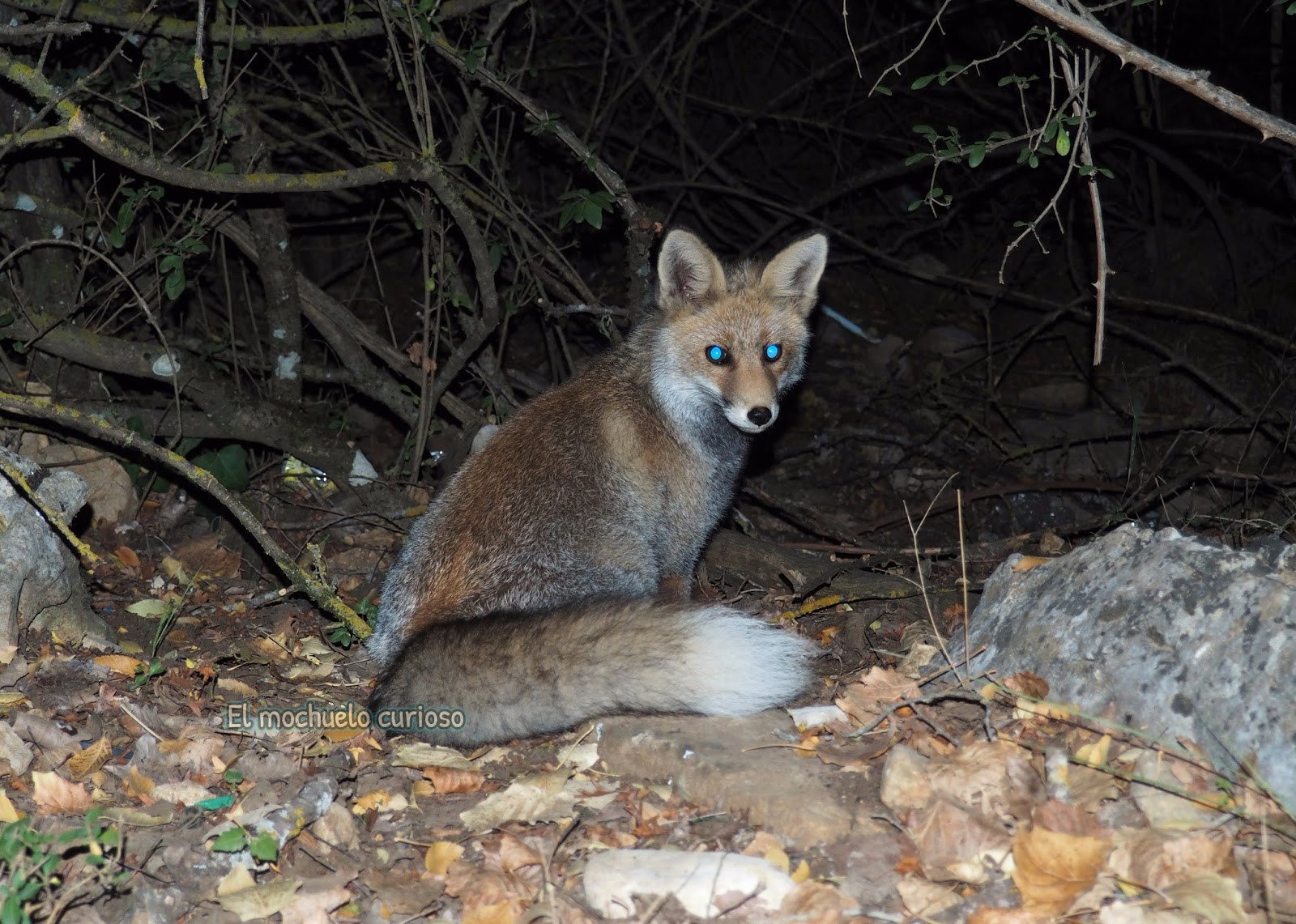 EL MOCHUELO CURIOSO: EL ZORRO ROJO, EL BANDOLERO DE NUESTROS BOSQUES.
