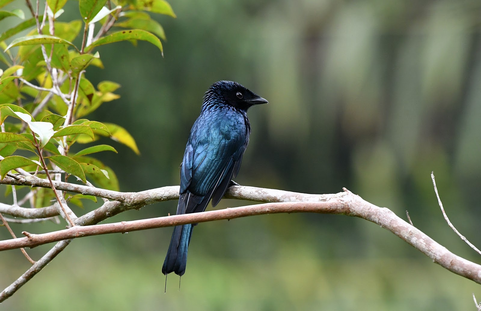 The Life Journey in Photography: Lesser Racket-tailed Drongo @ Fraser's ...