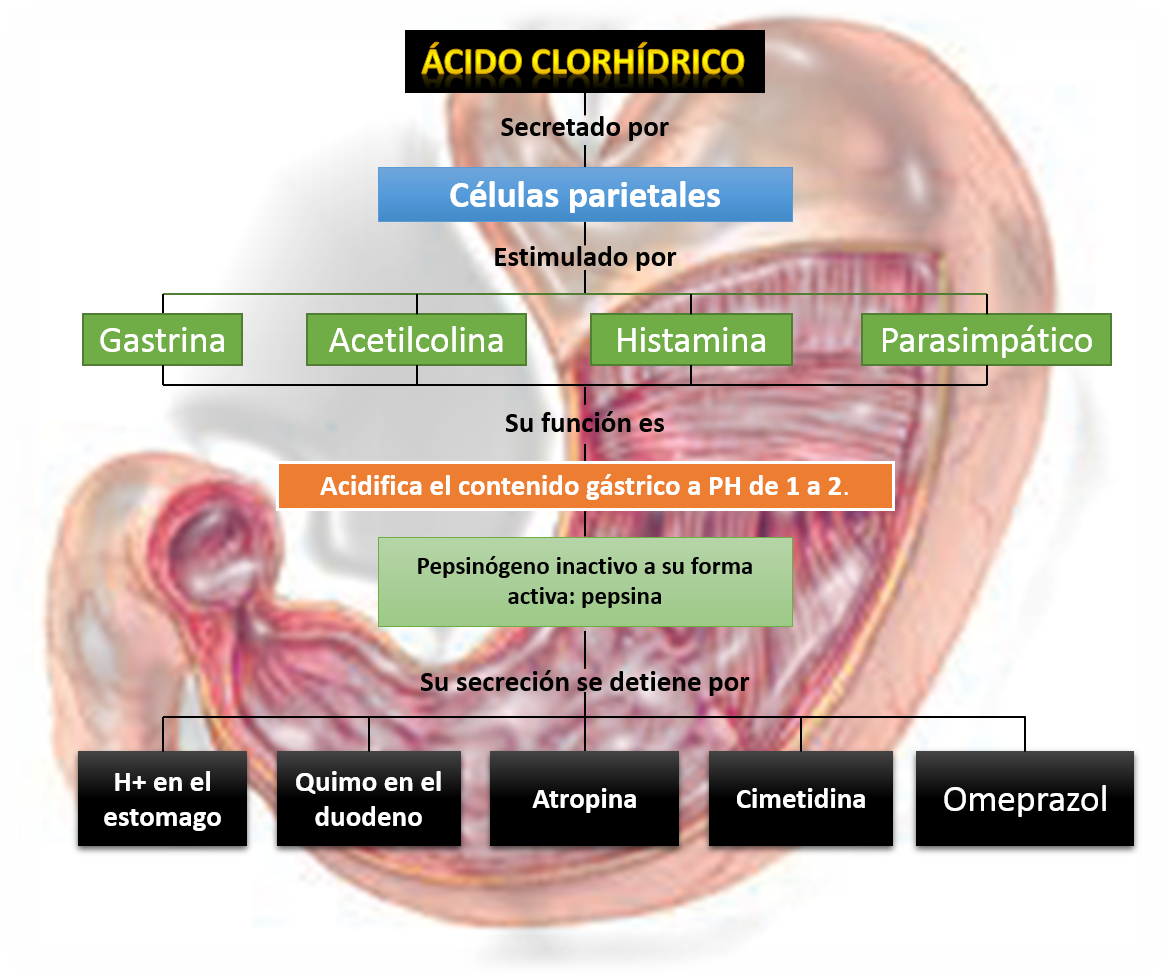 BLOG DE FISIOLOGÍA BÁSICA DE HEYDI CAROLINA ARTALEJO GASTELUM: Ácido ...