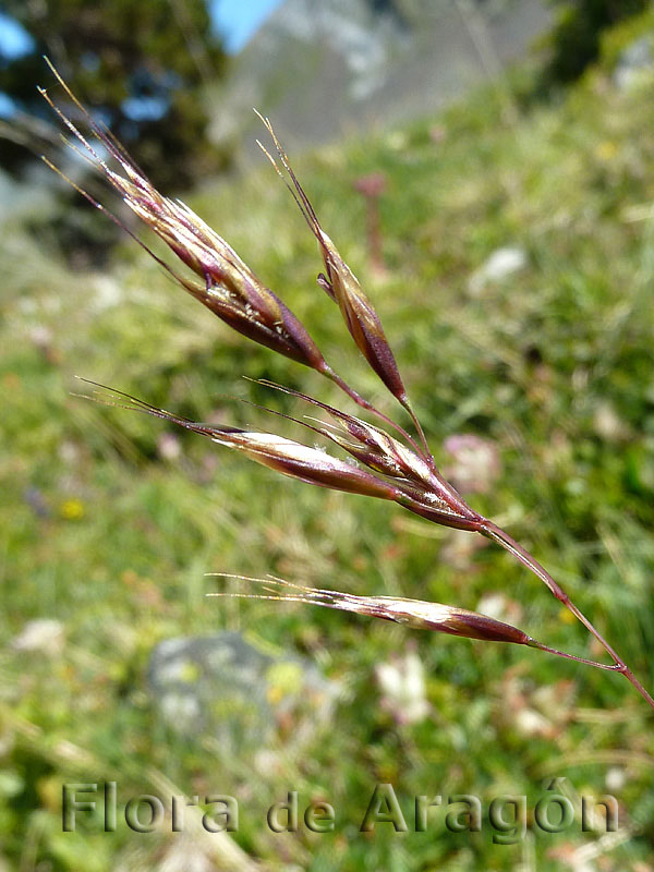 Flora de Aragón: Avenula versicolor