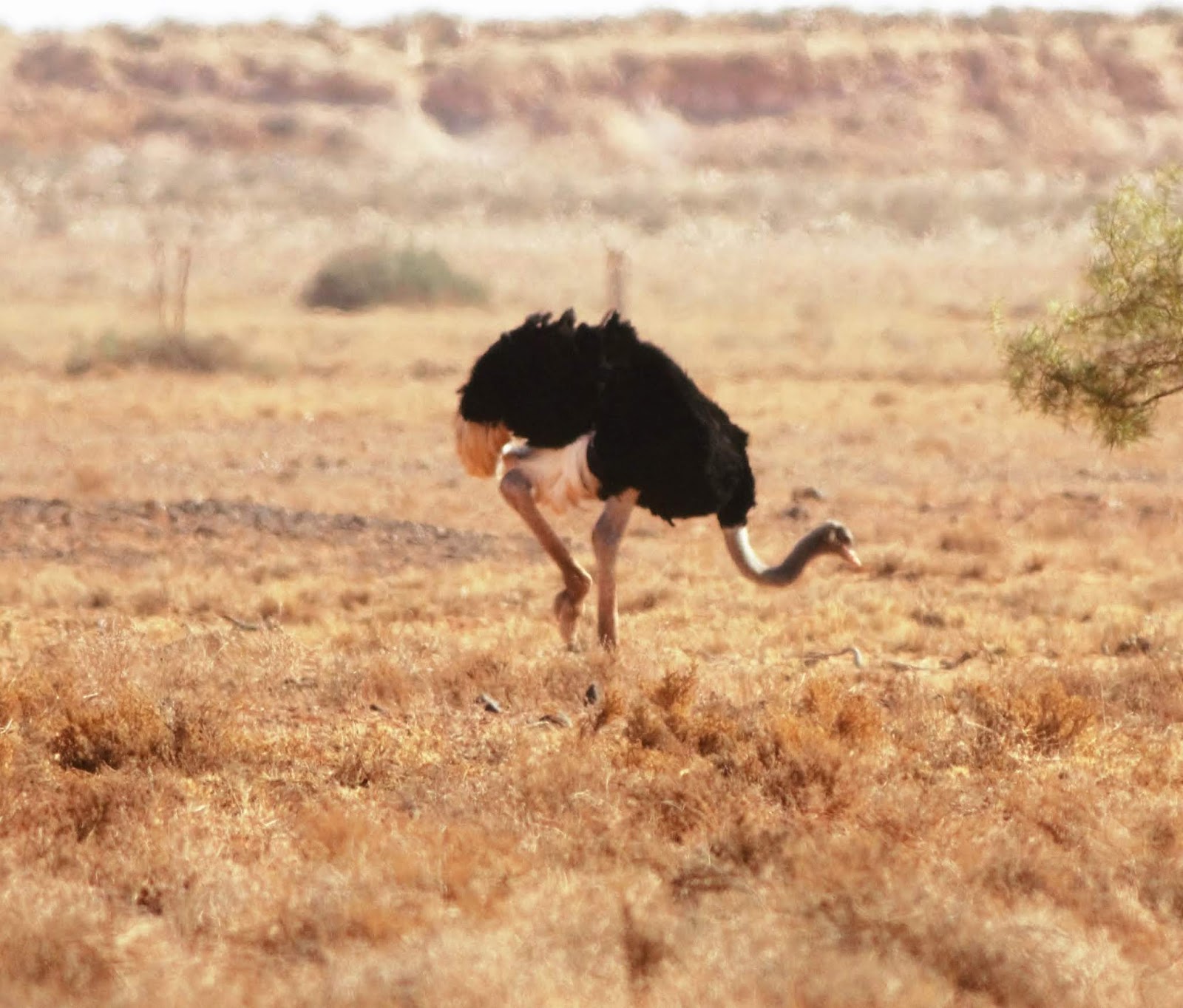 sunshinecoastbirds: Letter-winged Kite, Birdsville Track & Flinders Ranges
