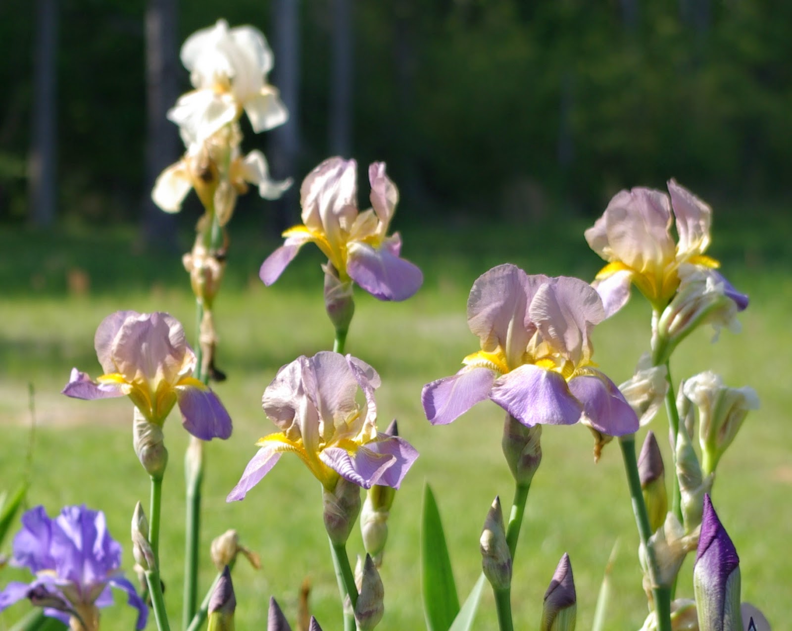 sweetbay: Iris Fever Part II