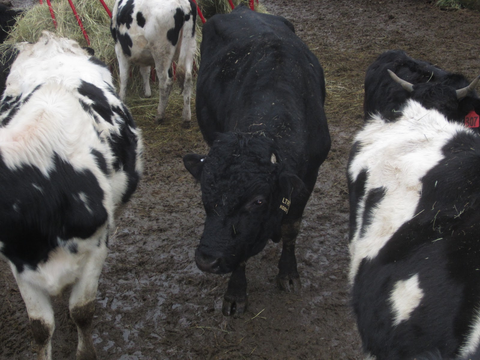 The Midland Agrarian: Kerry Cattle