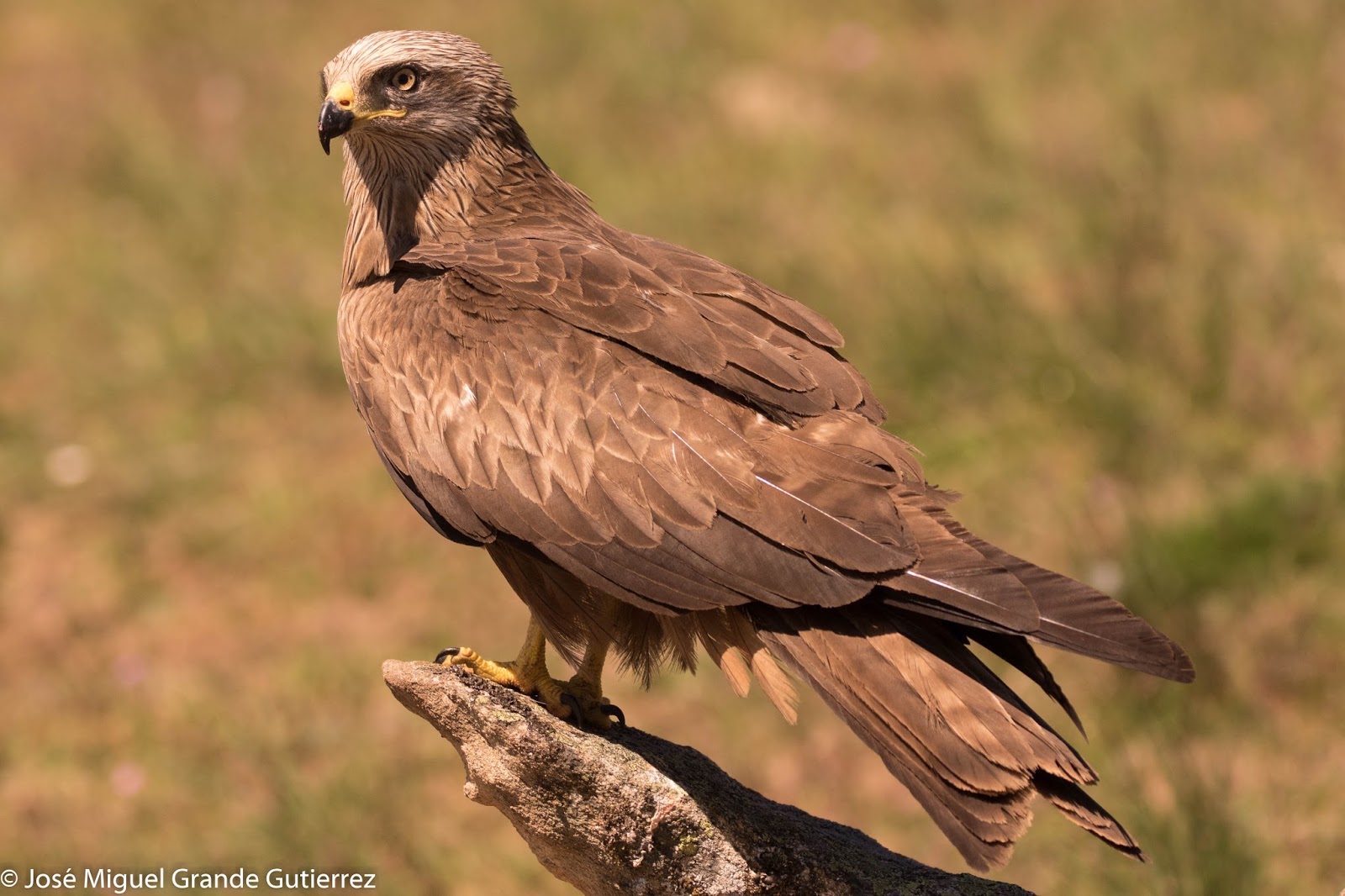 AVES DEL CIELO - BIRDS OF HEAVEN: milano negro (Milvus migrans)-Black kite
