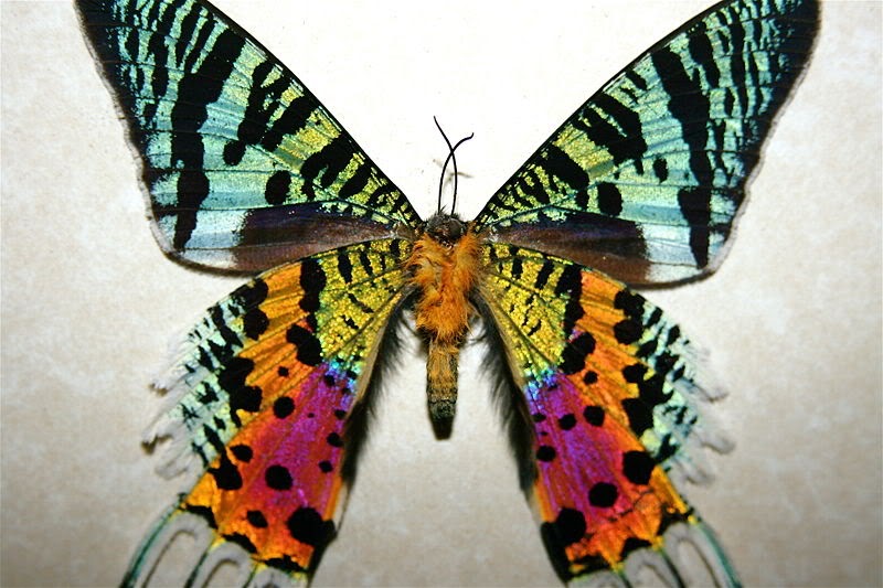 C.M.W. reflections: Supernatural - Madagascar Sunset Moth - Africa Calling