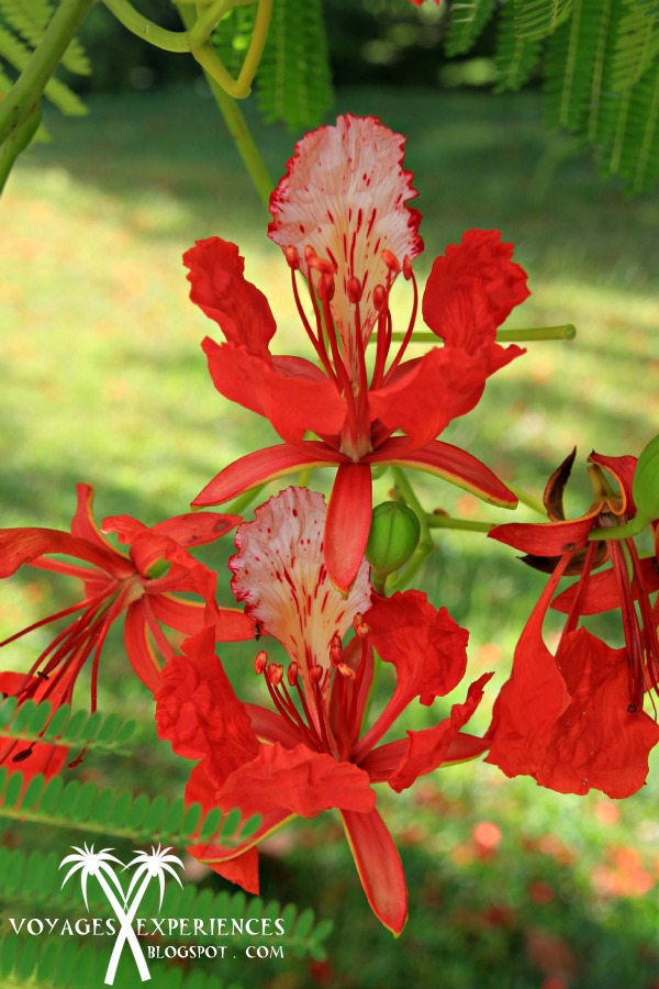 Voyages et Expériences : Décembre à l'île Maurice: Flamboyant mon Amour