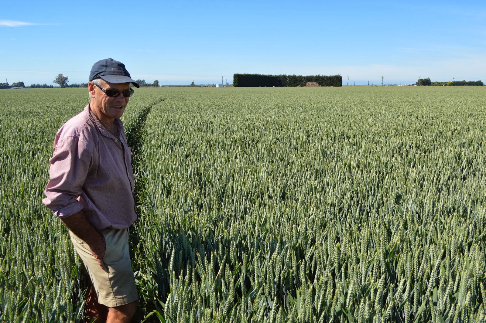 Farmer Jake: New Zealand Day 17 - Wheat Crops Under the Microscope
