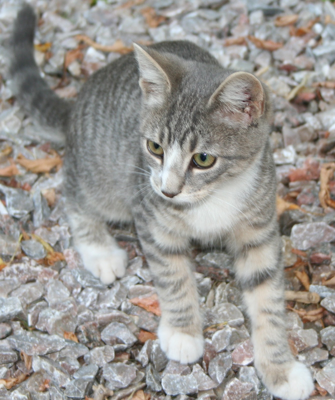 Adventures of A Naked Cat: First Place at the 2012 Ca-R-Ma Cat Walk!