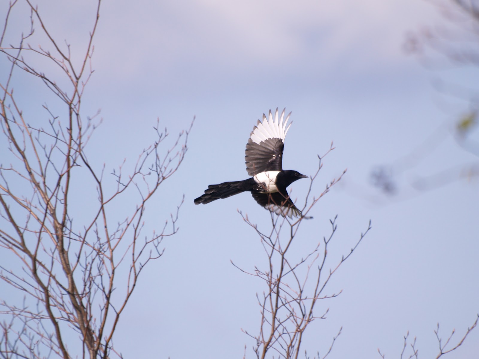 Fotografiando mi Mundo: La Urraca ...y las leyendas de Urracas