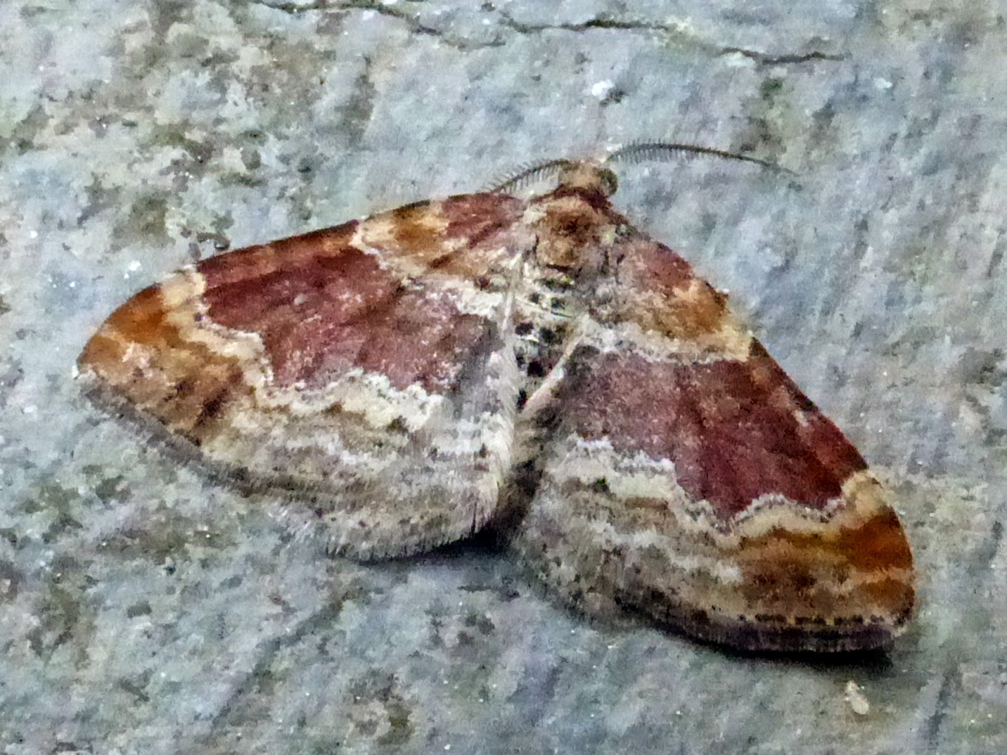 Ceredigion Moths: dark-barred twin-spot and red twin-spot carpets