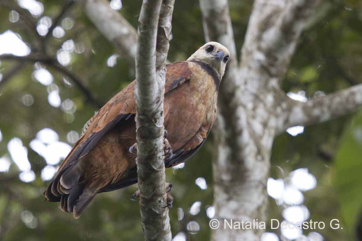 Blue-throated Goldentail and Black-collared Hawk in Bocas del Toro, a ...