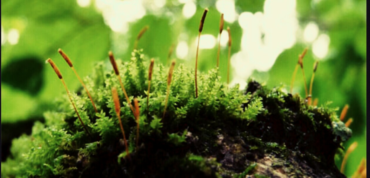 Tumbuhan Lumut (Bryophyta), Tumbuhan paku (Pterydophyta), Tumbuhan ...