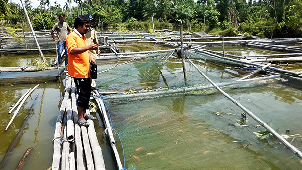TEKNIK BUDIDAYA PEMBENIHAN RAJUNGAN