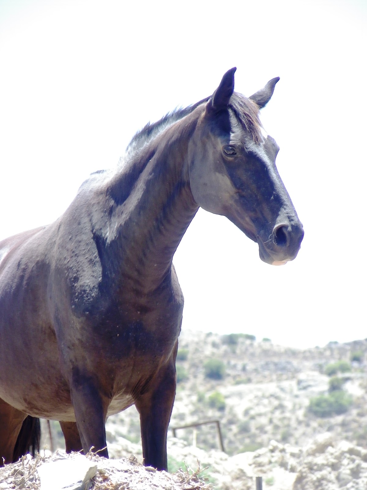 Maltrap SA Boerperde: December 2012