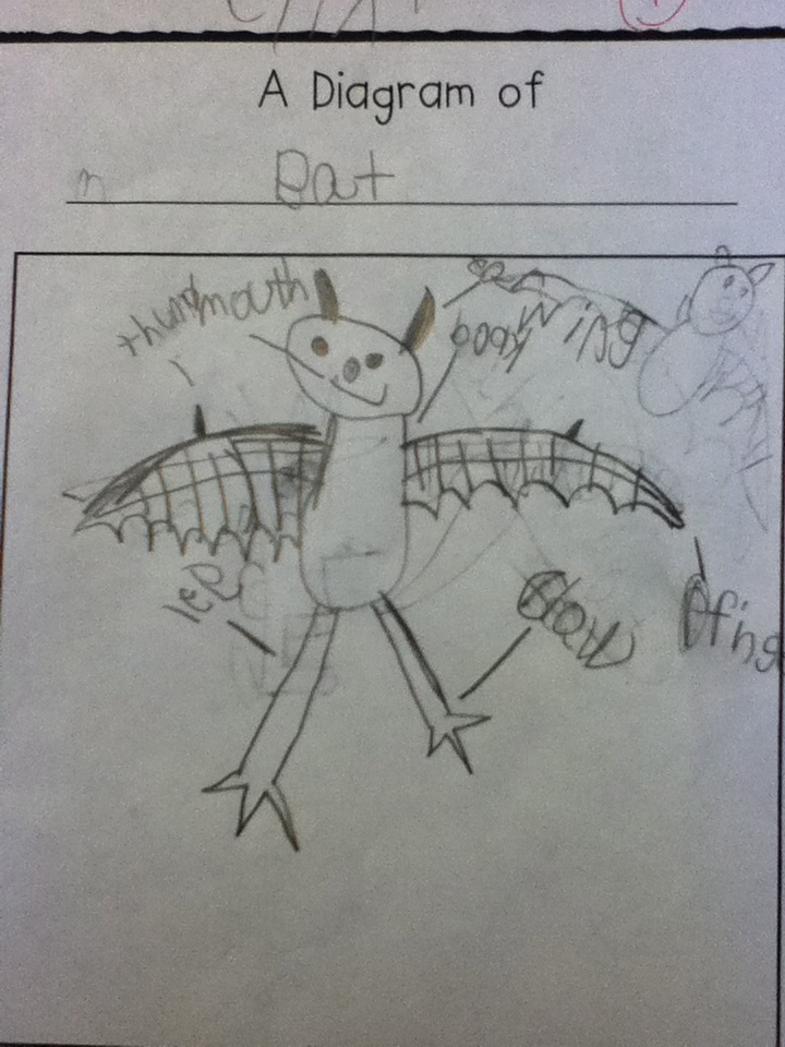 Mrs. Bushong's Second Grade: Bat and Pumpkin Nonfiction Unit