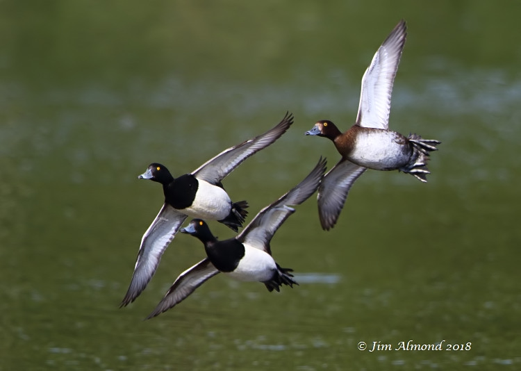 Shropshire Birder: Venus Pool - Tuftie display team
