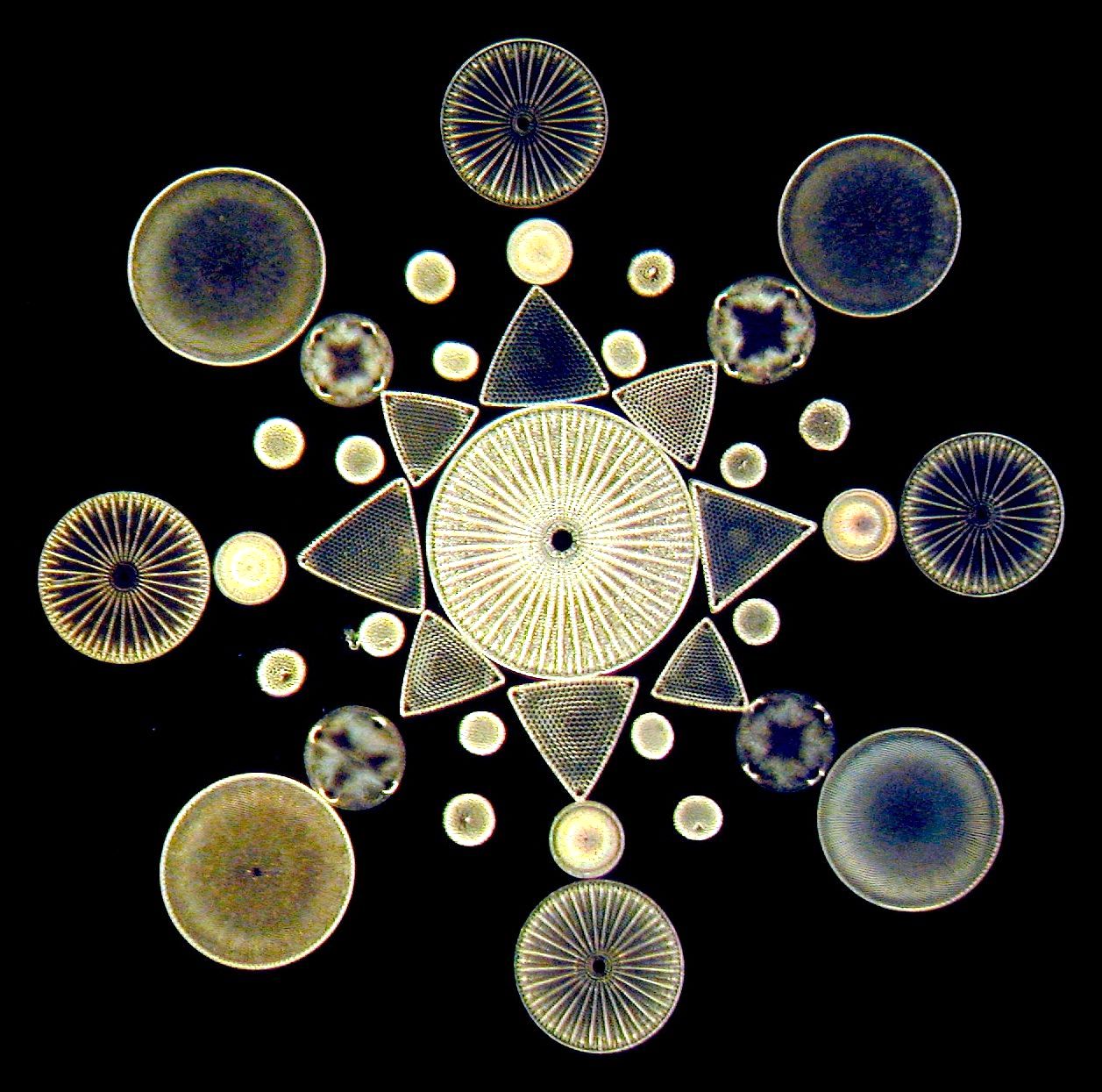 ::B L O G H I S T A∙P E R∙C A S O:: : Diatoms ~ Diatomeen ~ Diatomées ...