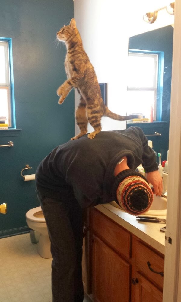 Funny cats - part 91 (40 pics + 10 gifs) | Amazing Creatures