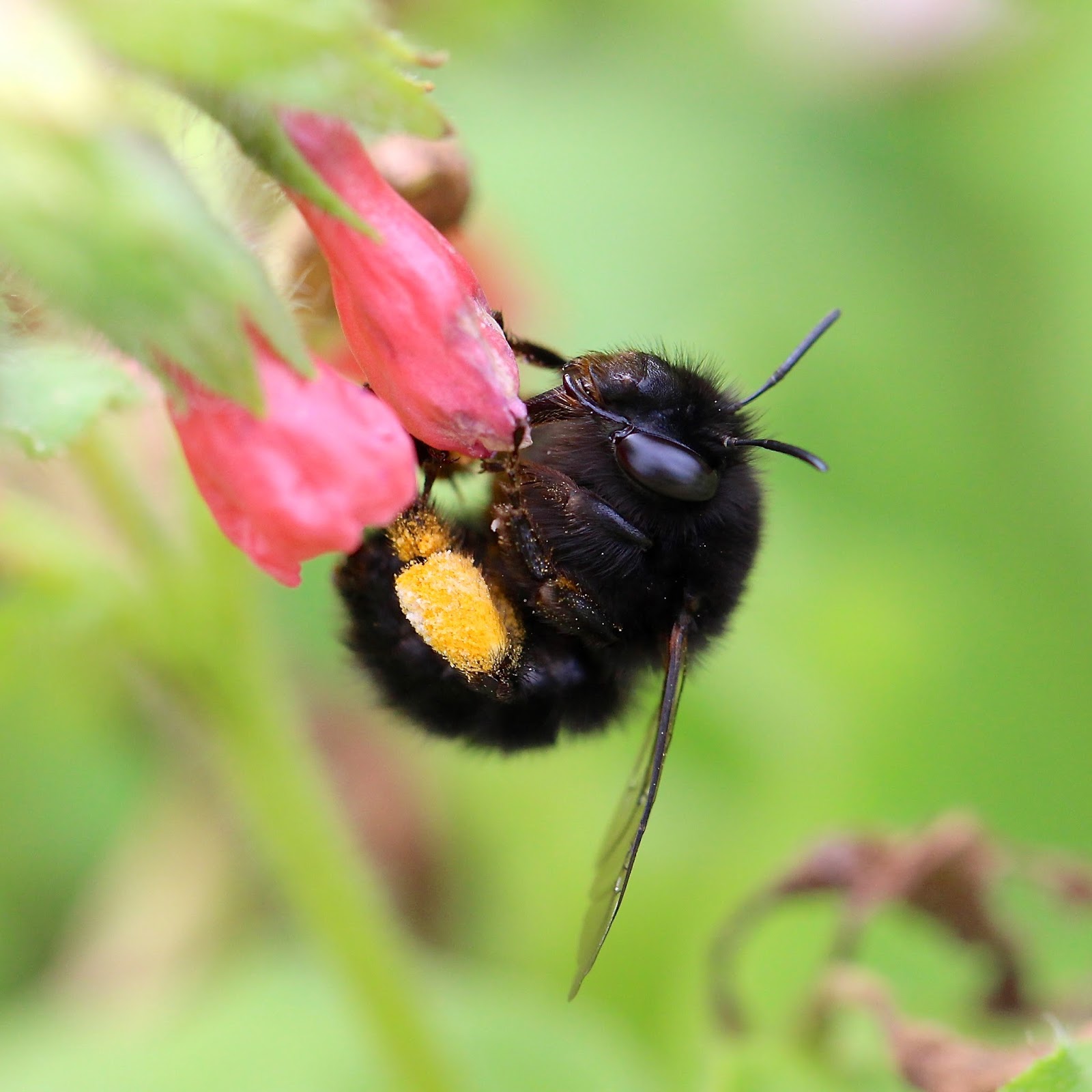 TrogTrogBlog: The hairy-footed flower bee