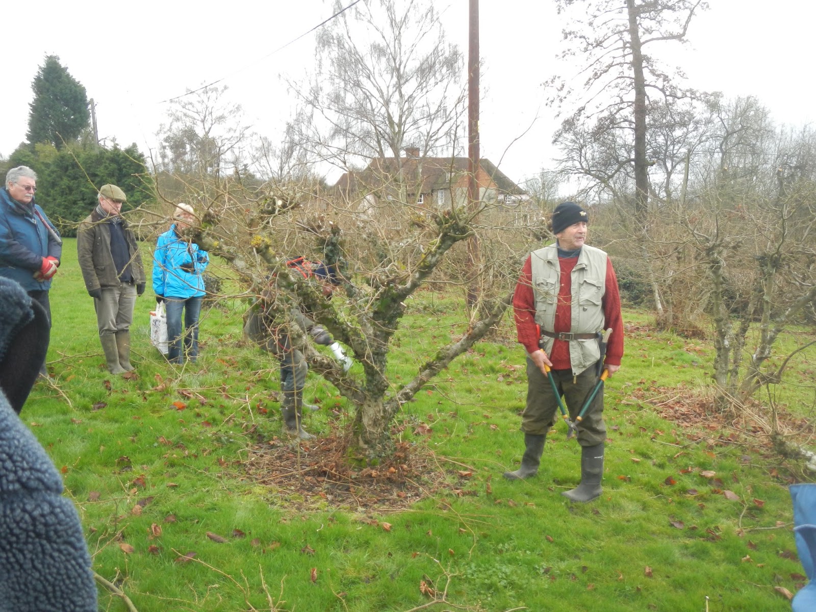 Ightham Mote Cobnuts Project: Learning to prune cobnut trees