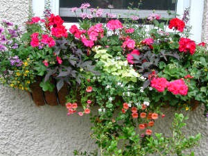 Donna's Art at Mourning Dove Cottage: Cottage window boxes