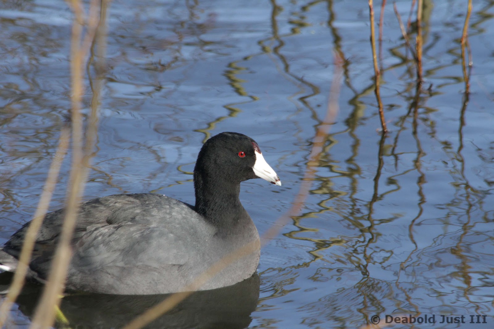 Birdmandea: Those Fighting Mud Hens