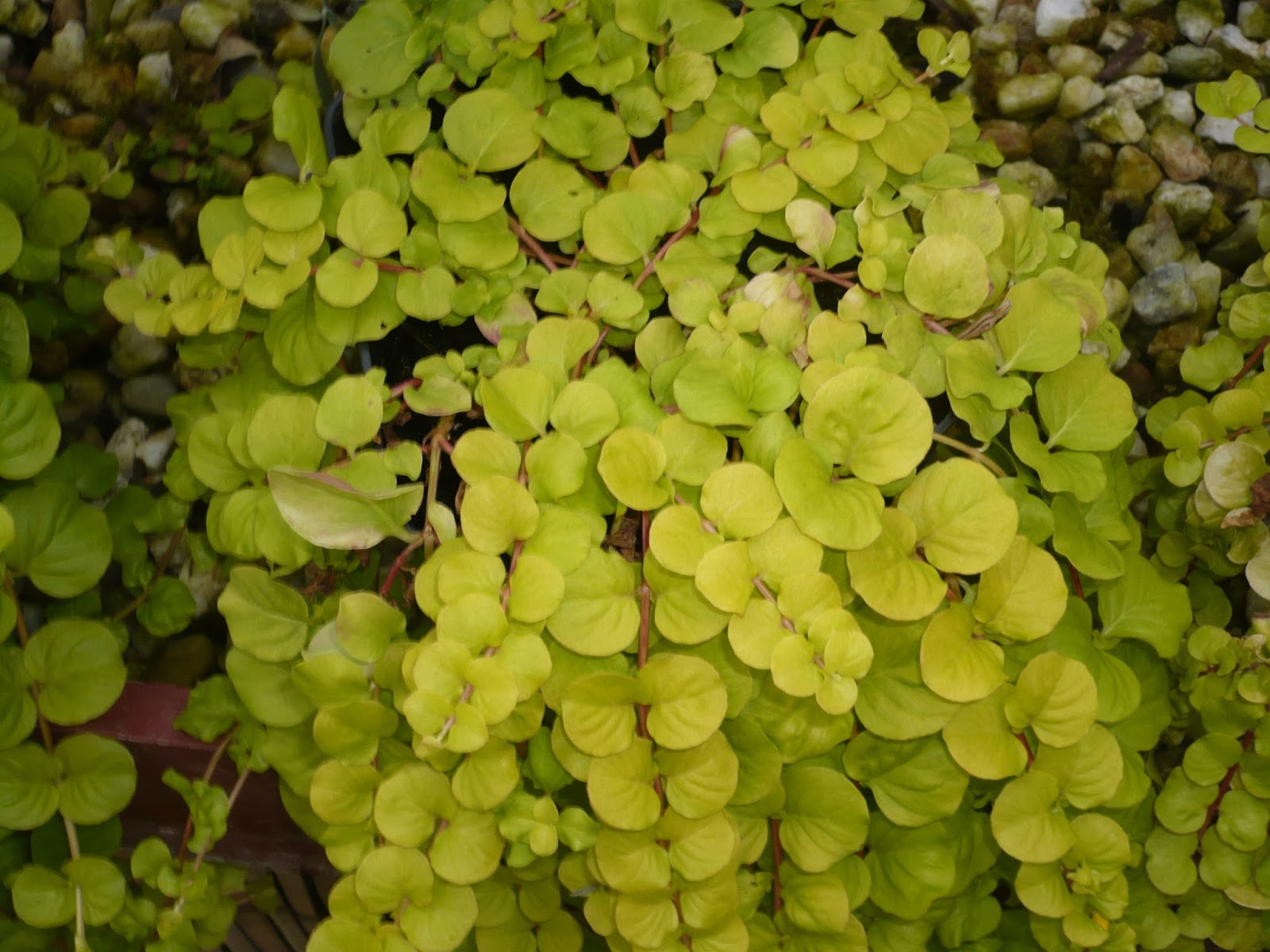 VOUCHE CONTAR: Hierba de la moneda