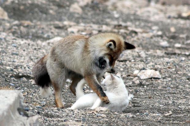 White Wolf : A cat and a fox form an unlikely friendship (Photos - Video)