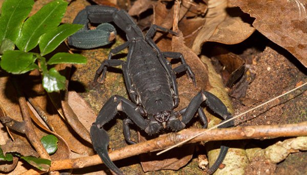 THE VIEW FROM FEZ: Morocco's Scorpion Problem