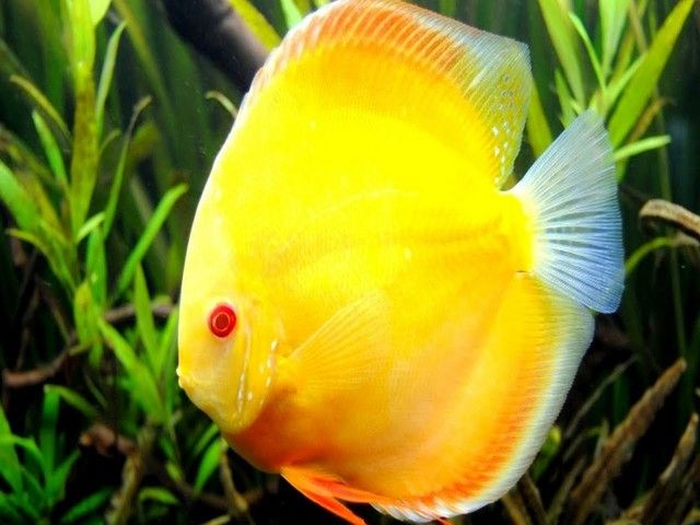 Gambar Ikan Discus Jantan dan Betina dalam Aquarium yang Cantik dan ...