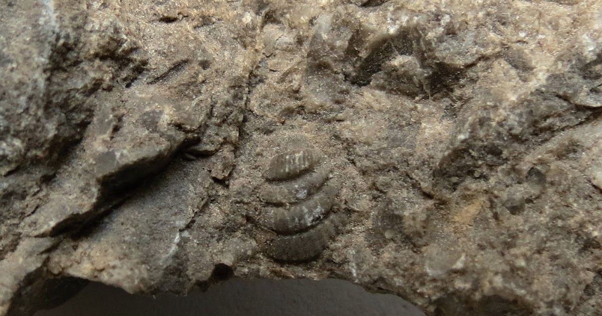 Fosilie : Cardiola sp.