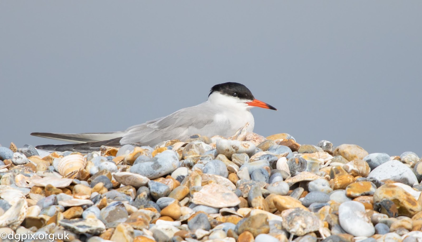 Terns of Blakeney Point