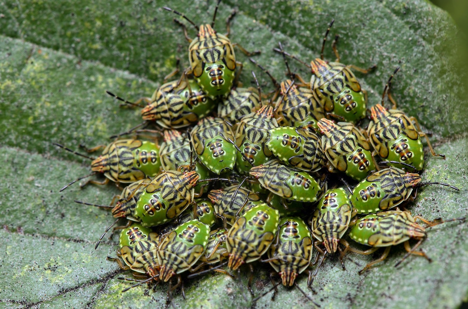 JJ's Photographic nature blog: August 2014