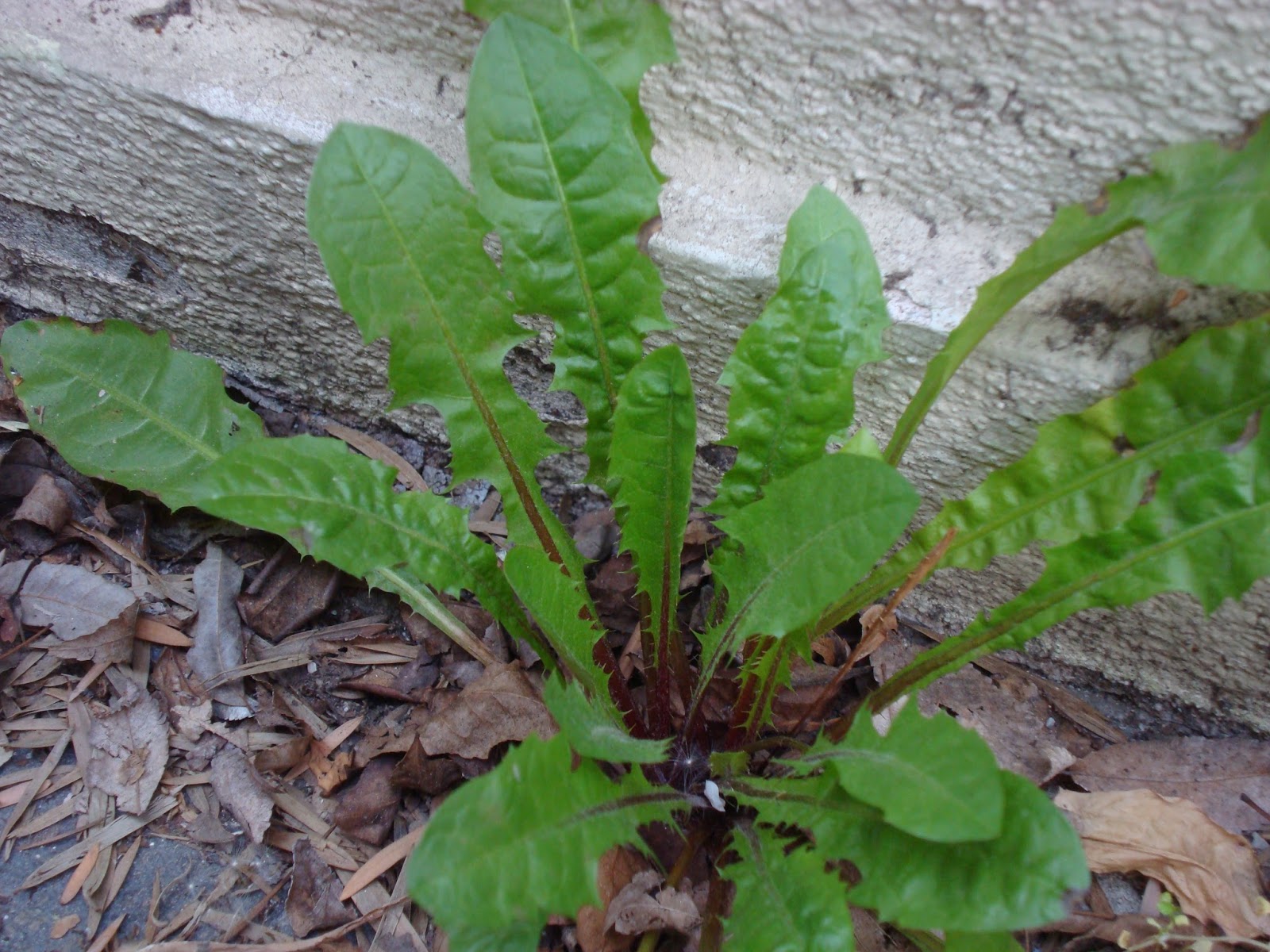 Voice In The Wilderness: The Chicory Tribe of the Sunflower Family
