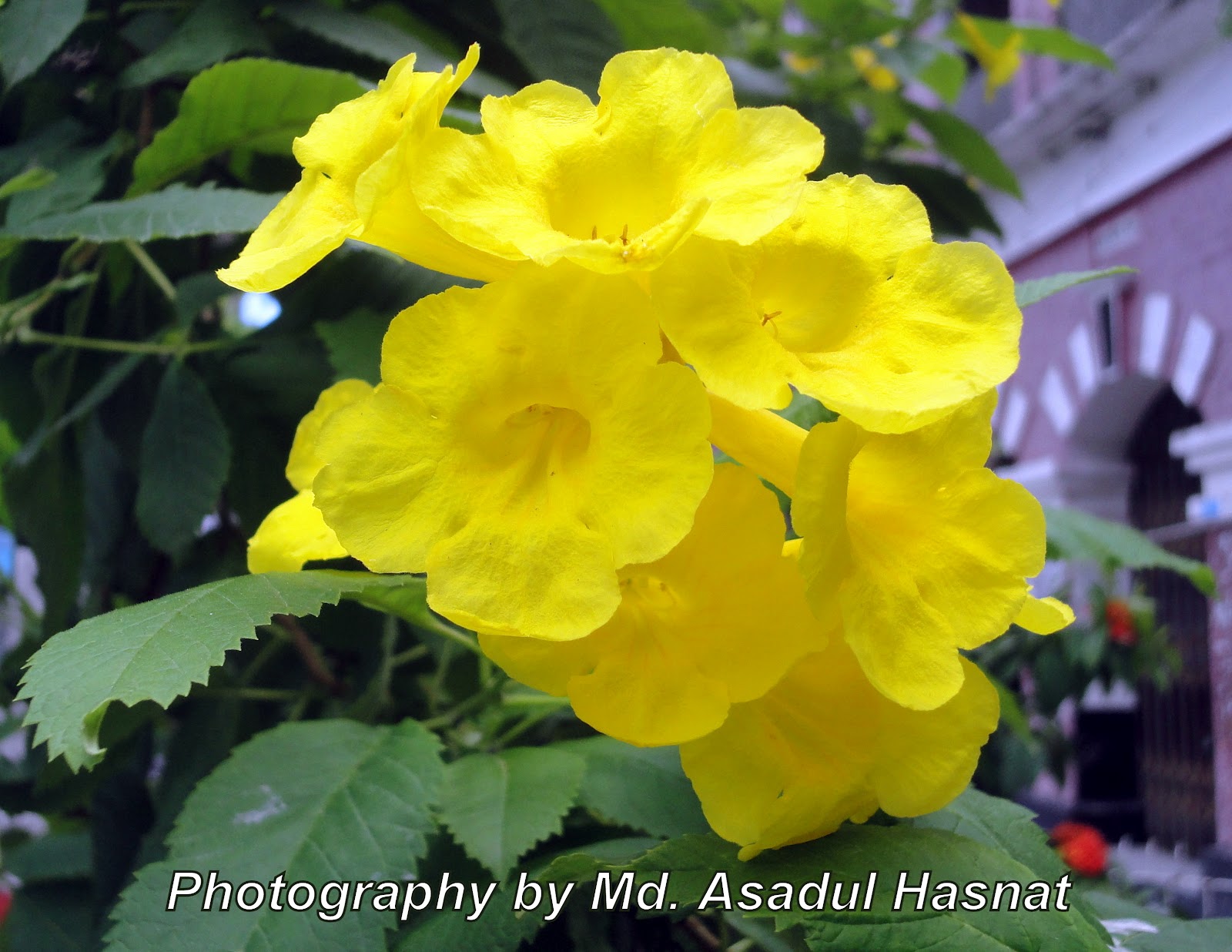 Tree Flowers: Bignoniaceae