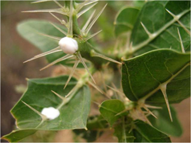 AMV - Associação Mangueira Vestibulares: A ORIGEM DA FAVELA