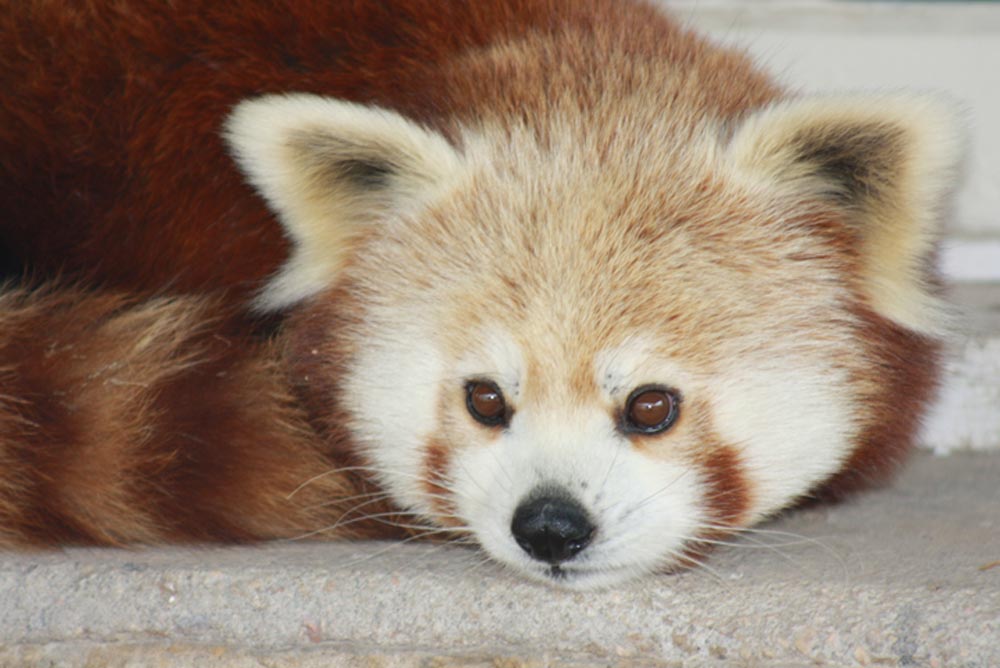 Pueblo Zoo Blog: Female red panda joins Pueblo Zoo family