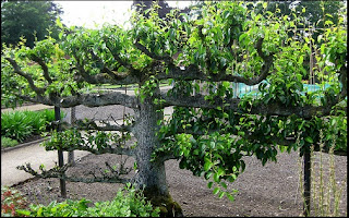 Growing your own fruit trees