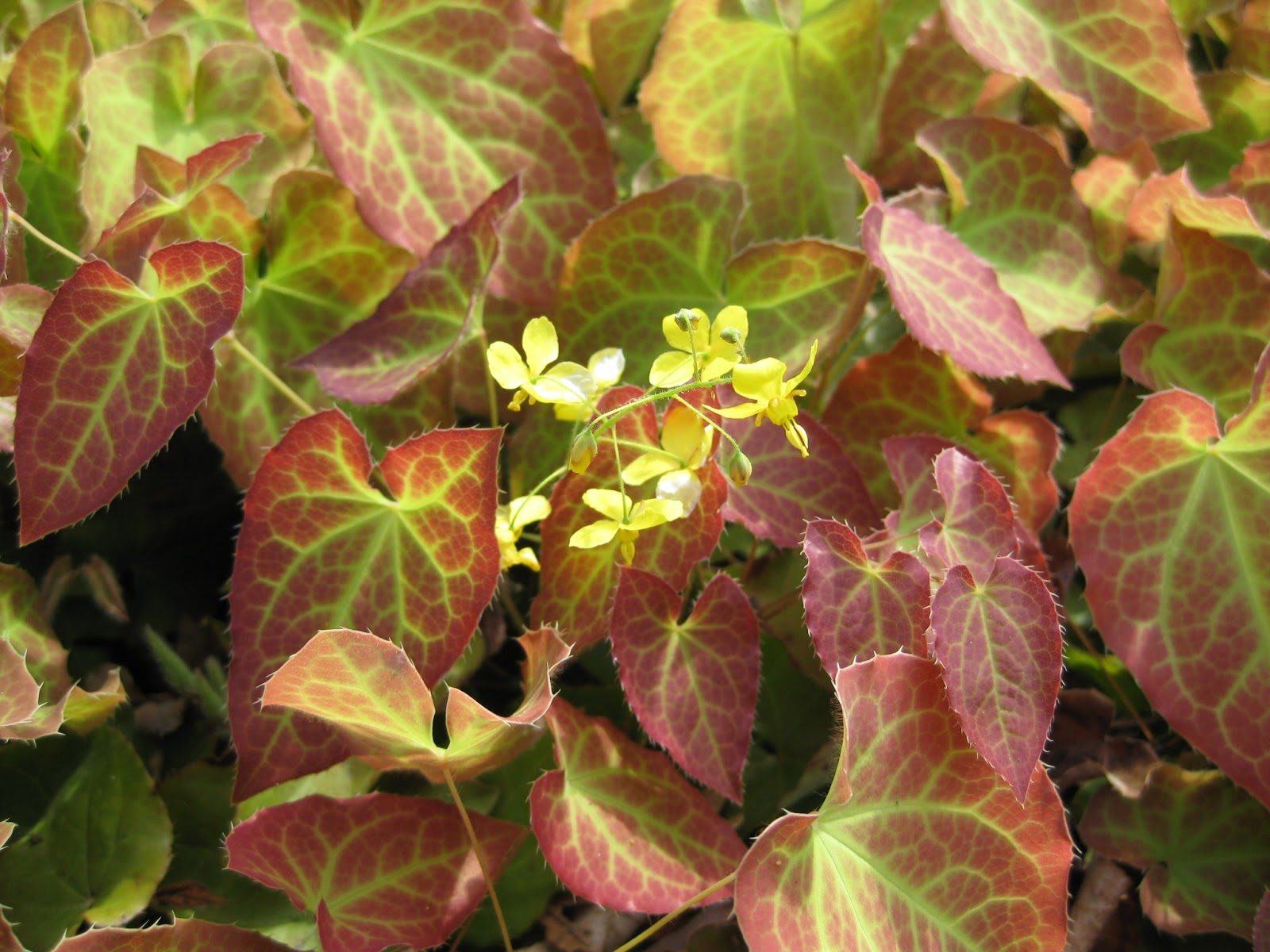 Rotary Botanical Gardens - Hort Blog: Barrenwort Foliage