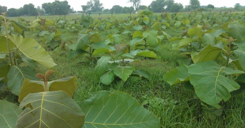 Hybrid Poplar Plant: Sagwan Tree Information