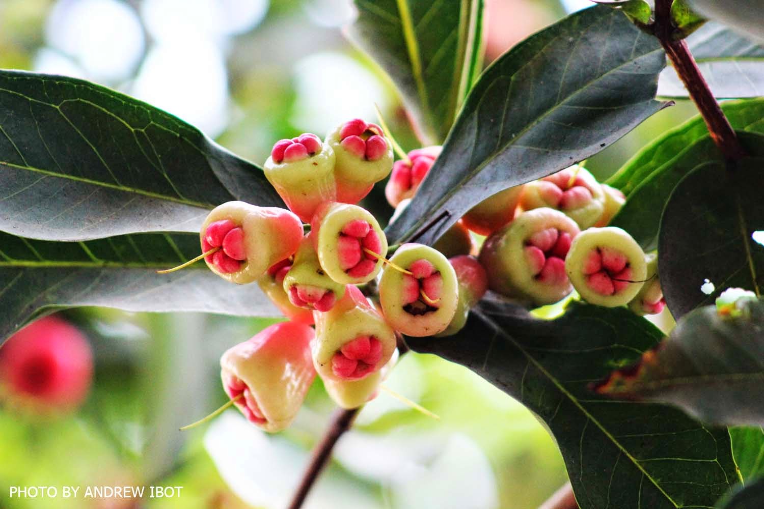 Ako si ANDREW IBOT!: Makopa