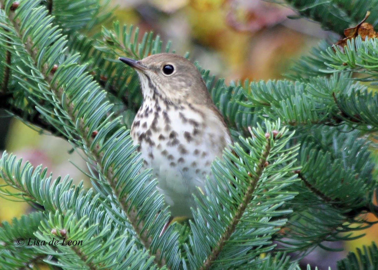 Birding with Lisa de Leon: Hermit Thrush Surrounded Us!