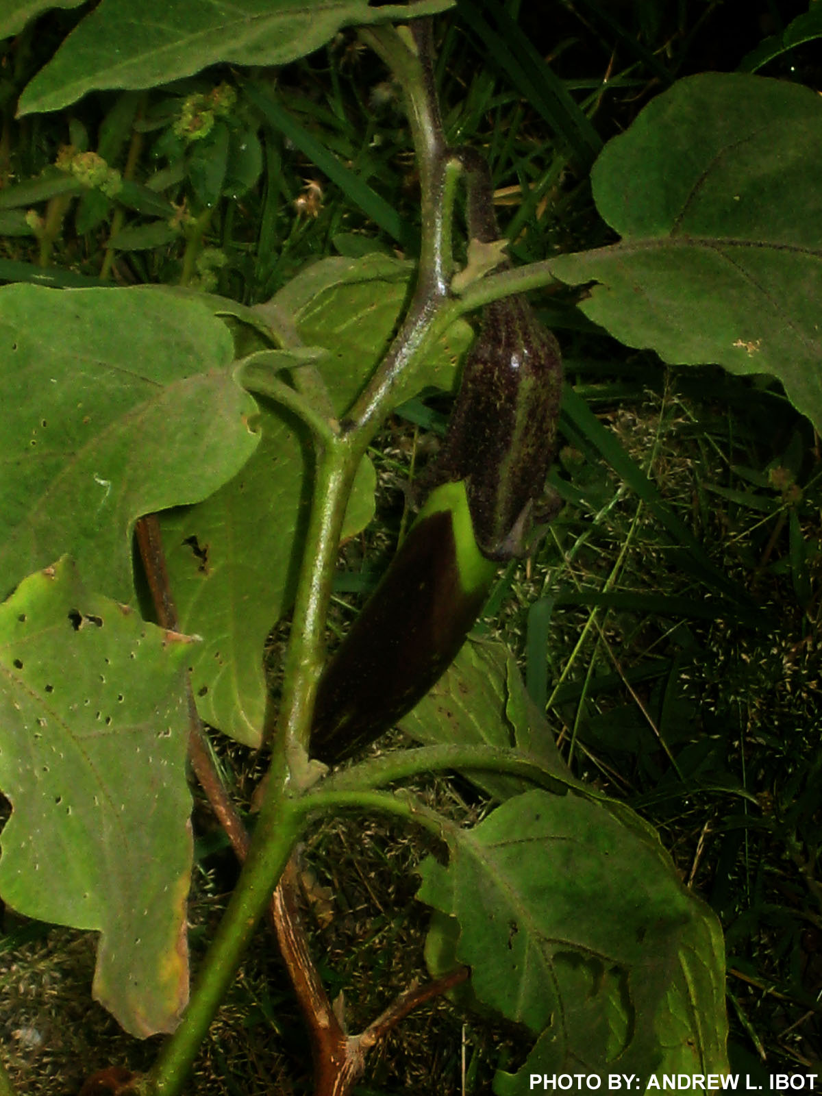 Ako si ANDREW IBOT!: Talong (Eggplant) - Halamang Gamot / Herbal Medicine