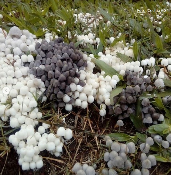 Mision.es.Bio: ¿Qué es un Hongo?