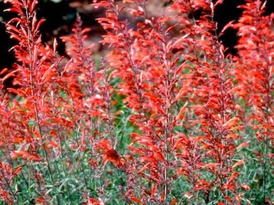 Agastache rupestris Apache Sunset and Sunset Hyssop